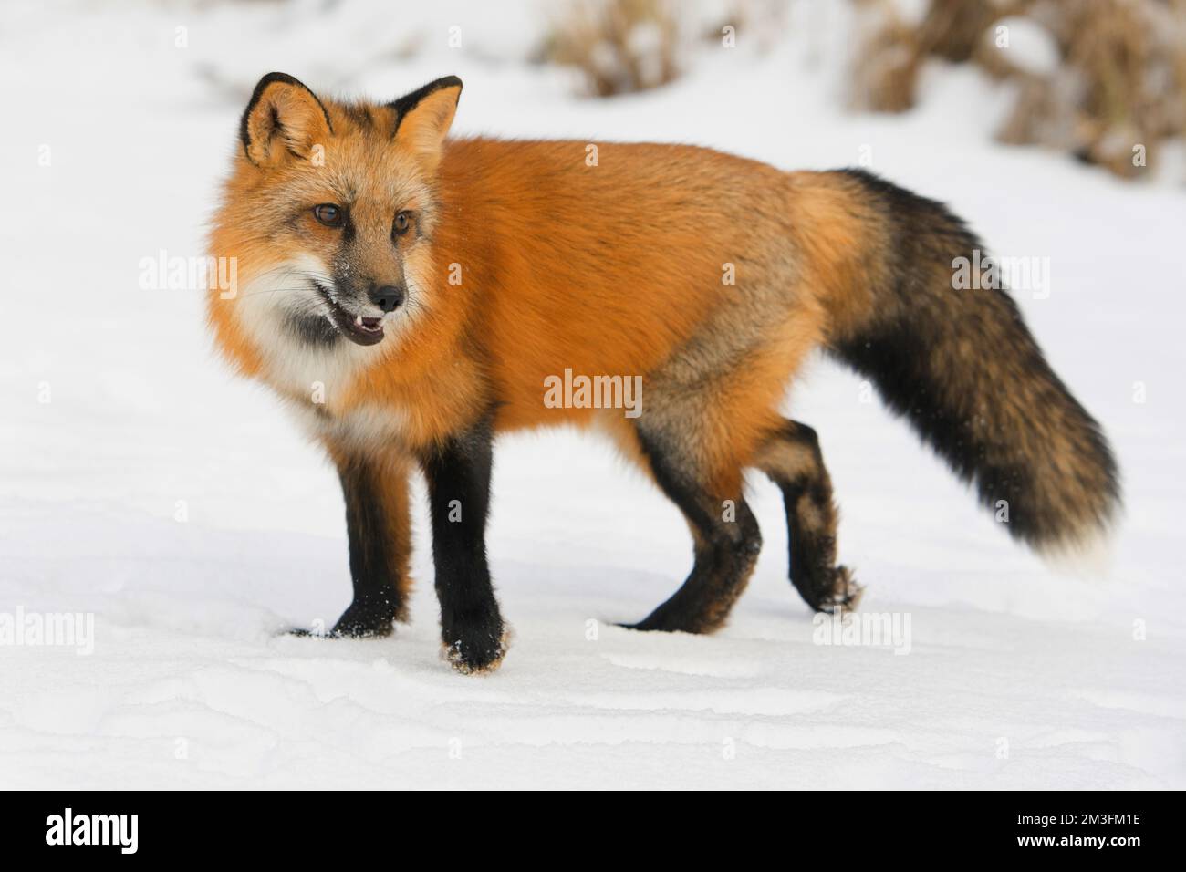 Solitary red fox on snow example Stock Photo - Alamy