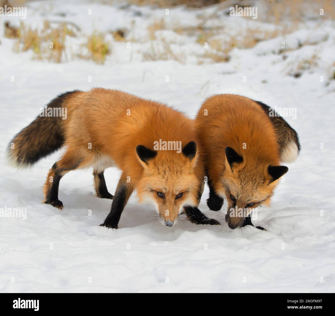 Two foxes fighting hi-res stock photography and images - Alamy