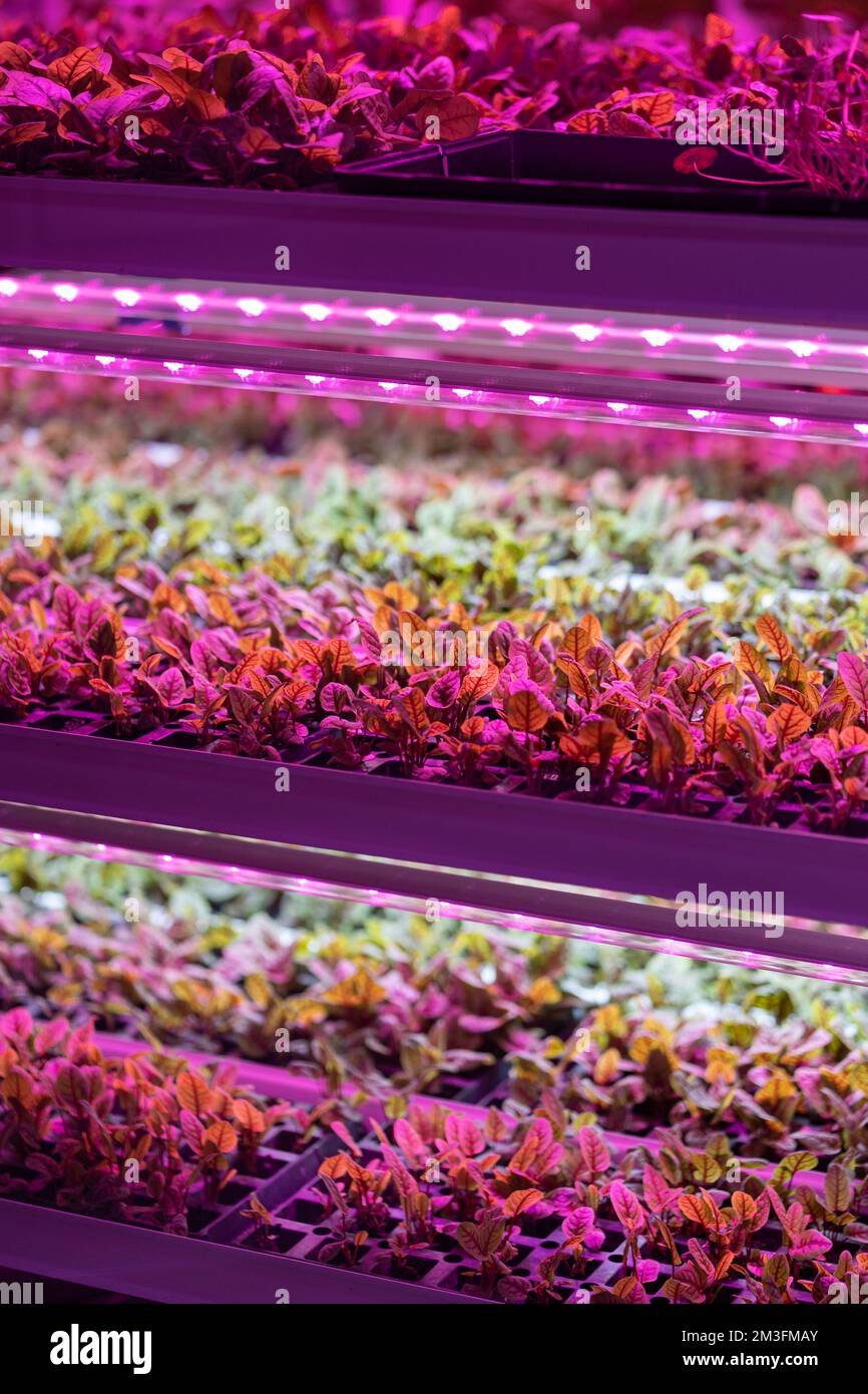 Seedlings of chard growing in hothouse under purple LED light ...