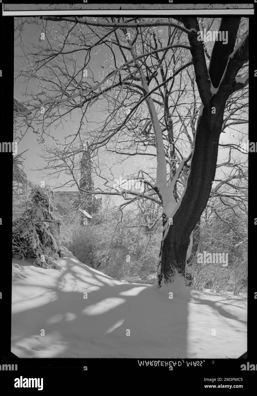 Marblehead, Abbot Hall from Dr. Stebbins' yard, in snow , Trees, Snow ...