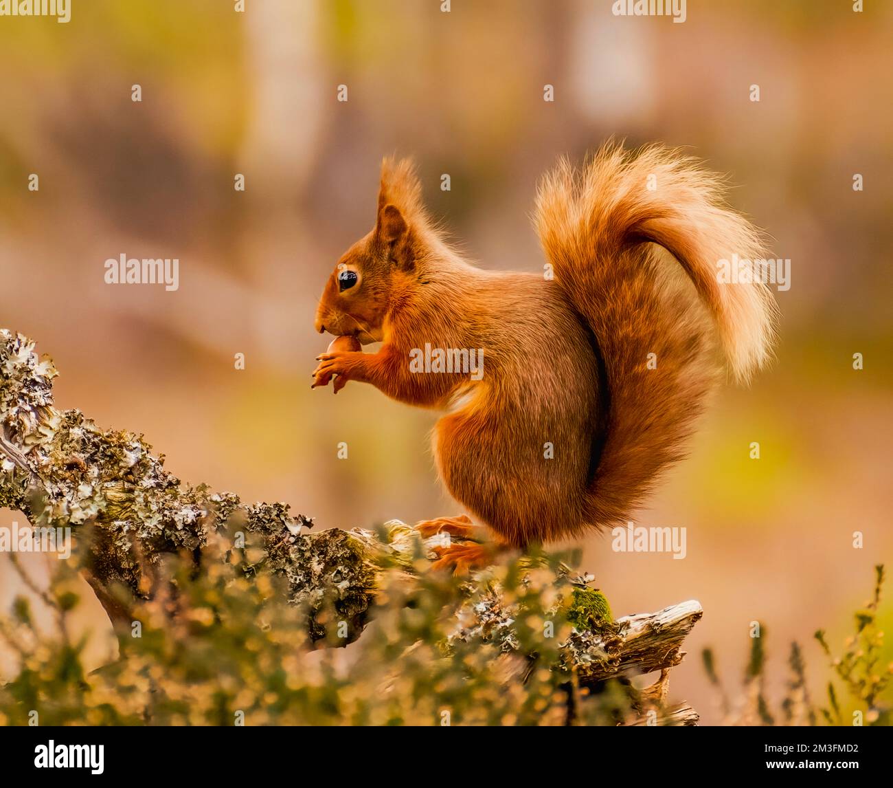 Ear tufts hi-res stock photography and images - Alamy