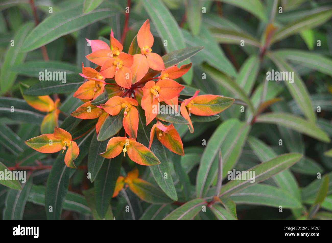 Orange/Red Euphorbia Griffithii 'Fireglow' (Spurge) Flowers grown in a ...