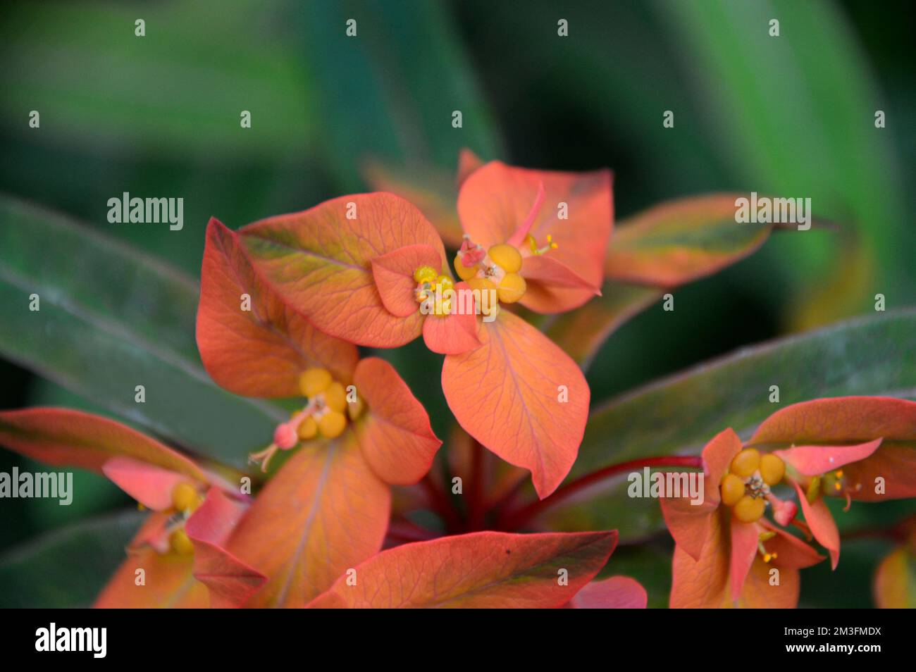 Orange/Red Euphorbia Griffithii 'Fireglow' (Spurge) Flowers grown in a ...
