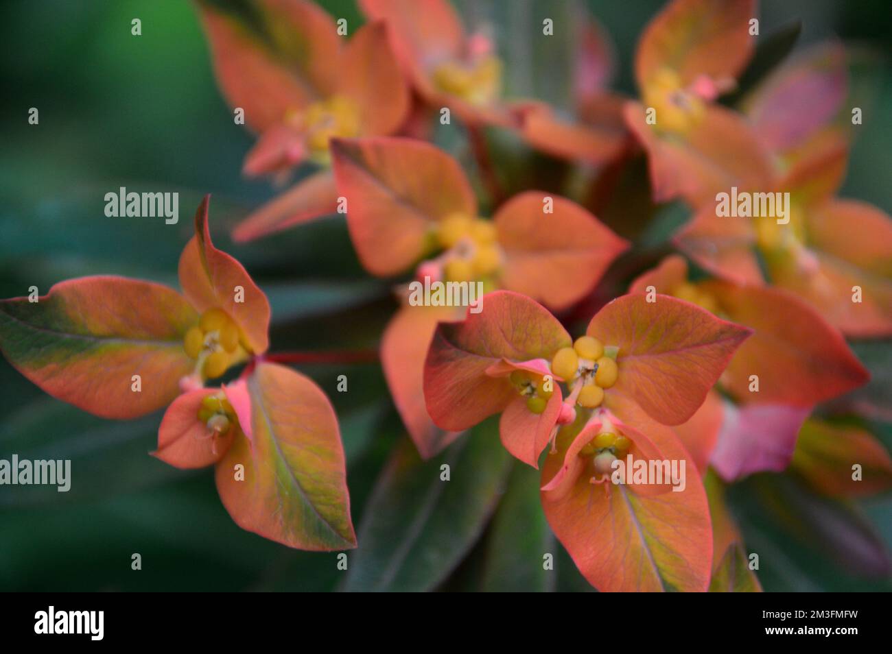 Orange/Red Euphorbia Griffithii 'Fireglow' (Spurge) Flowers grown in a ...