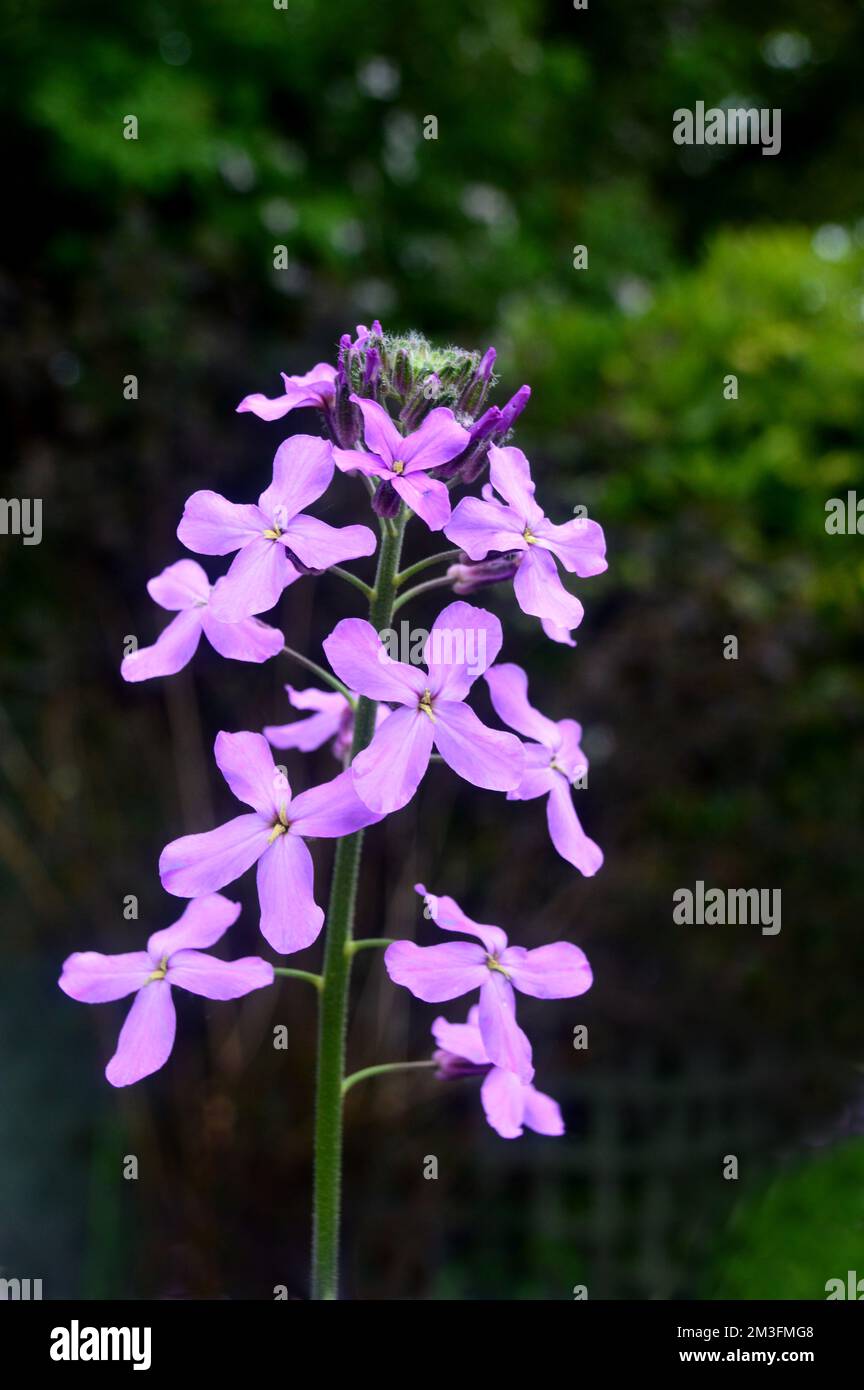 Lilic flowers hi-res stock photography and images - Alamy