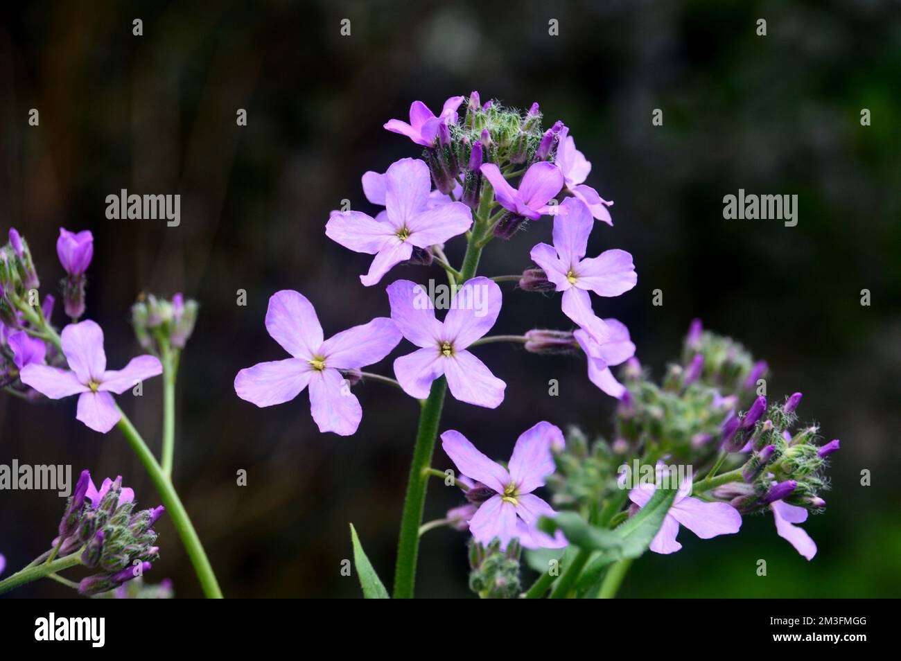 Lilic/Mauve/Purple Hesperis Matronalis (Dame's Violet) Flowers grown in ...