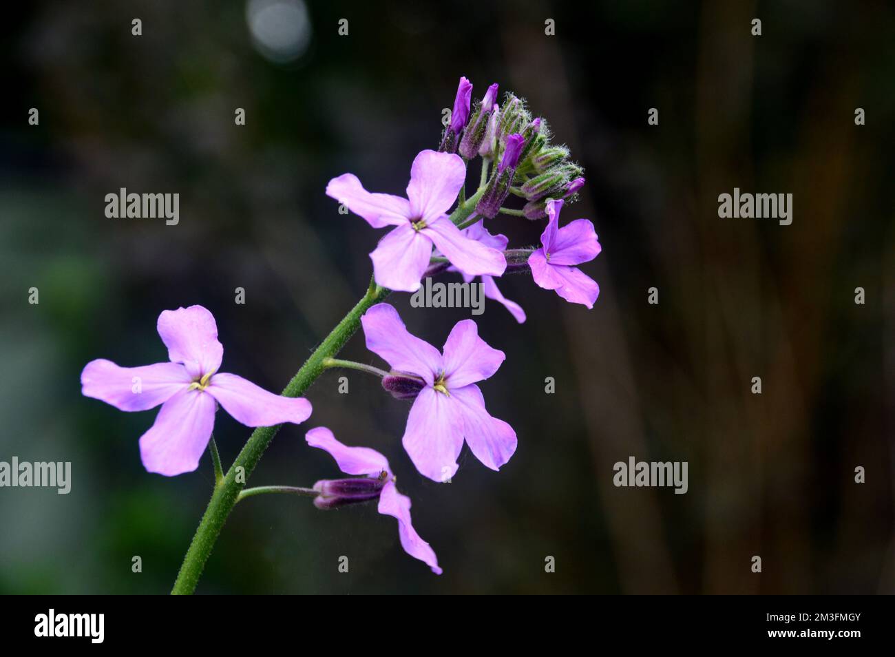 Lilic flowers hi-res stock photography and images - Alamy