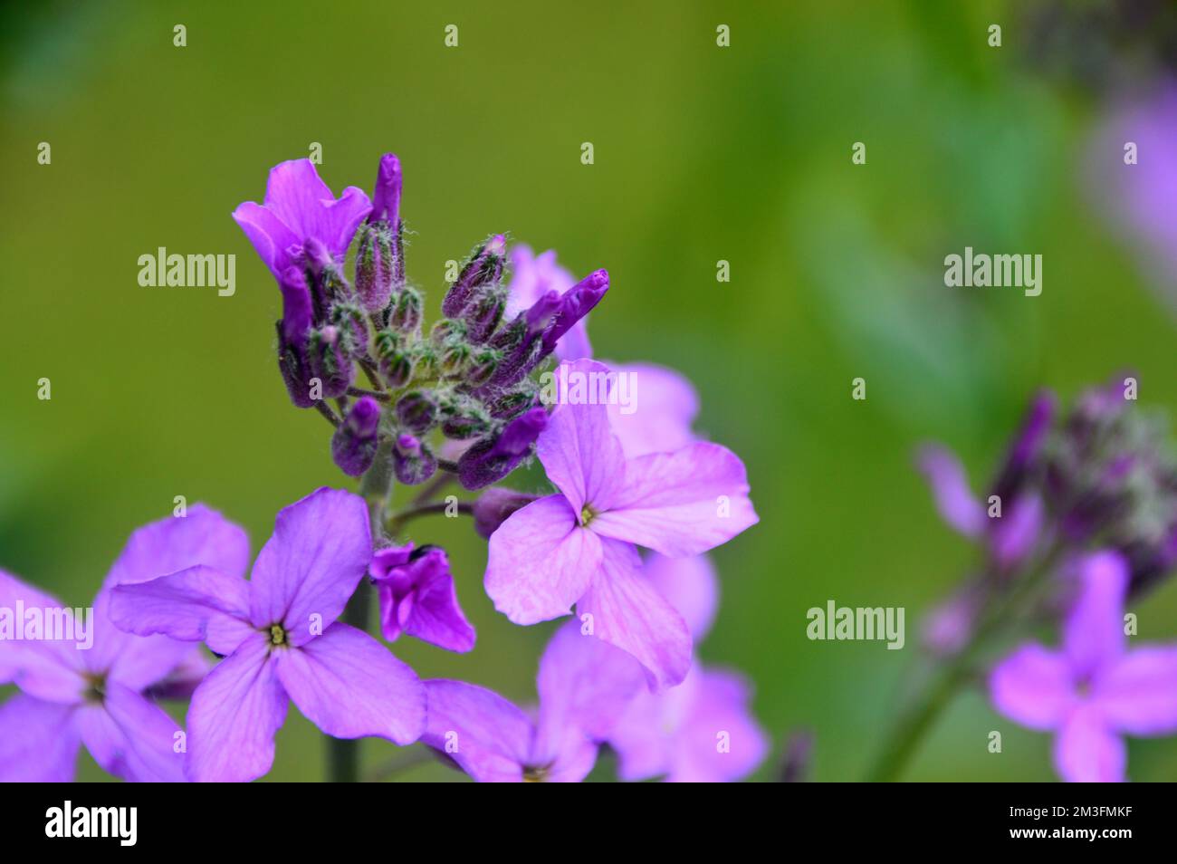 Lilic/Mauve/Purple Hesperis Matronalis (Dame's Violet) Flowers grown in ...