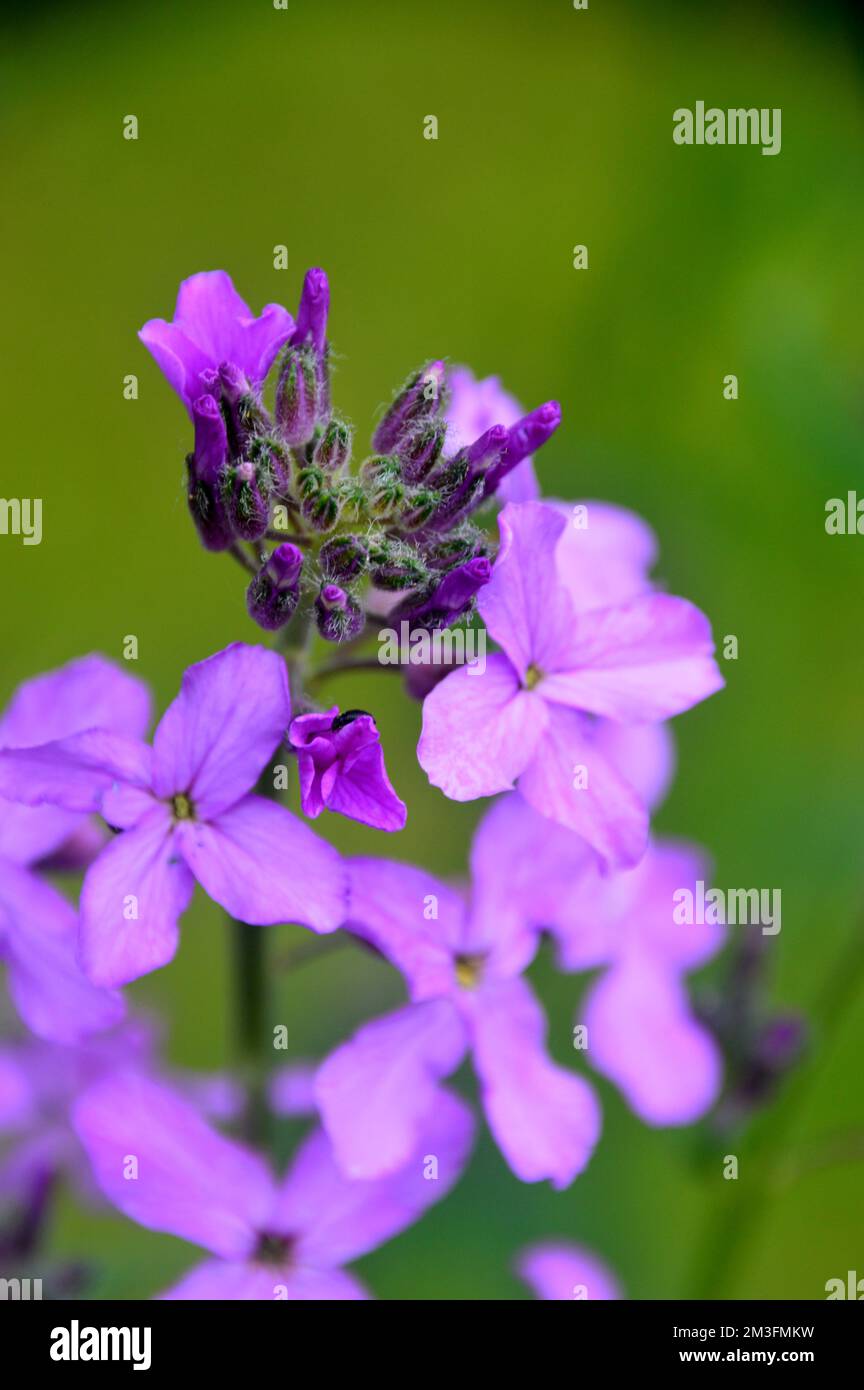 Lilic/Mauve/Purple Hesperis Matronalis (Dame's Violet) Flowers grown in ...