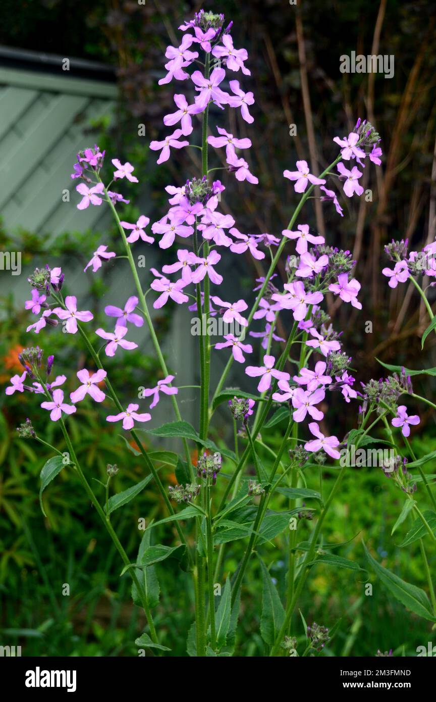 Lilic/Mauve/Purple Hesperis Matronalis (Dame's Violet) Flowers grown in ...