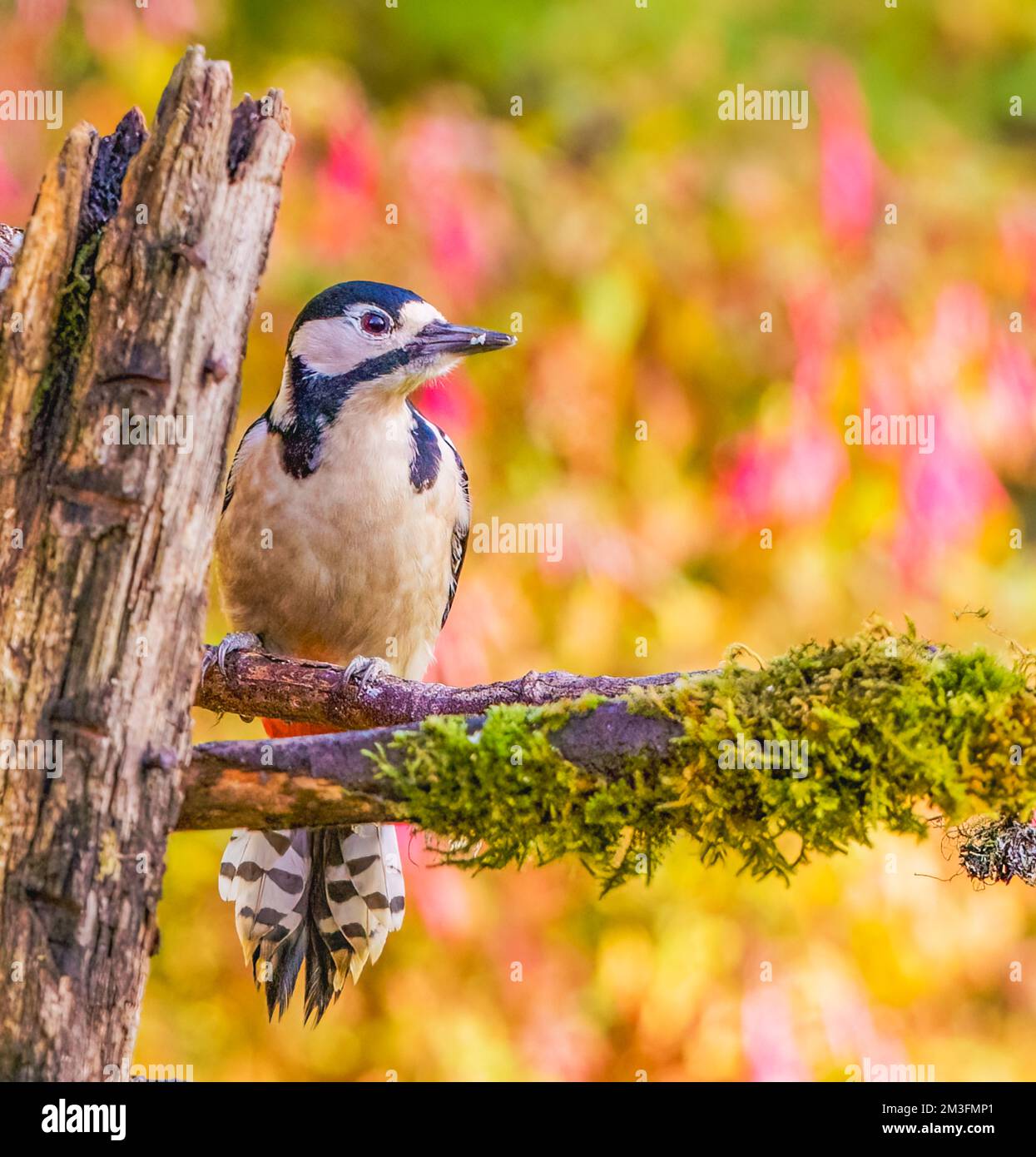 Female great spotted woodpeckers hi-res stock photography and images ...