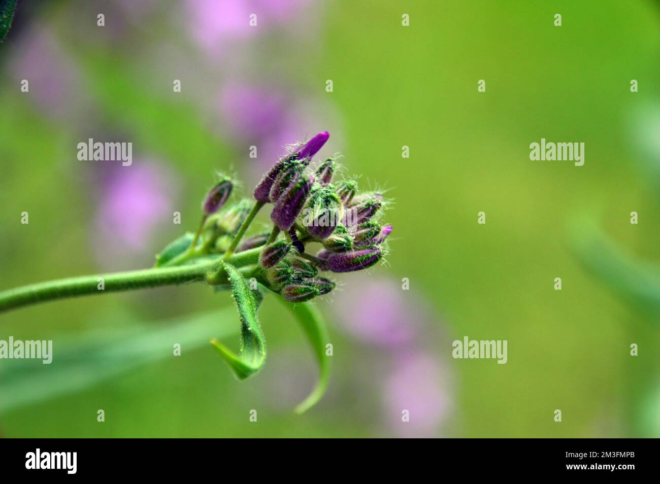 Lilic/Mauve/Purple Hesperis Matronalis (Dame's Violet) Flowers grown in ...