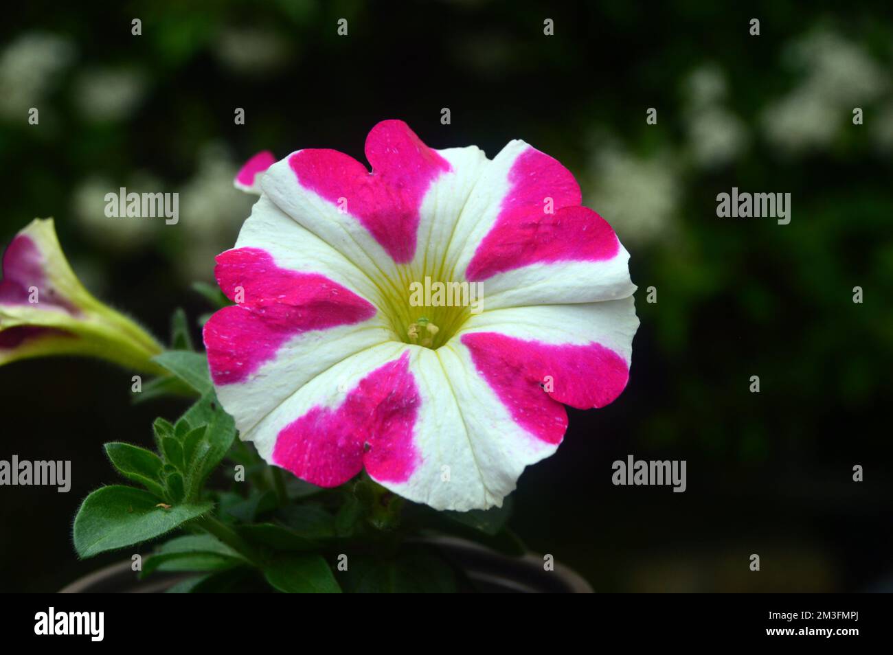 Single Pink/White Bi-Coloured Petunia Hybrida 'Amore Pink Hearts ...