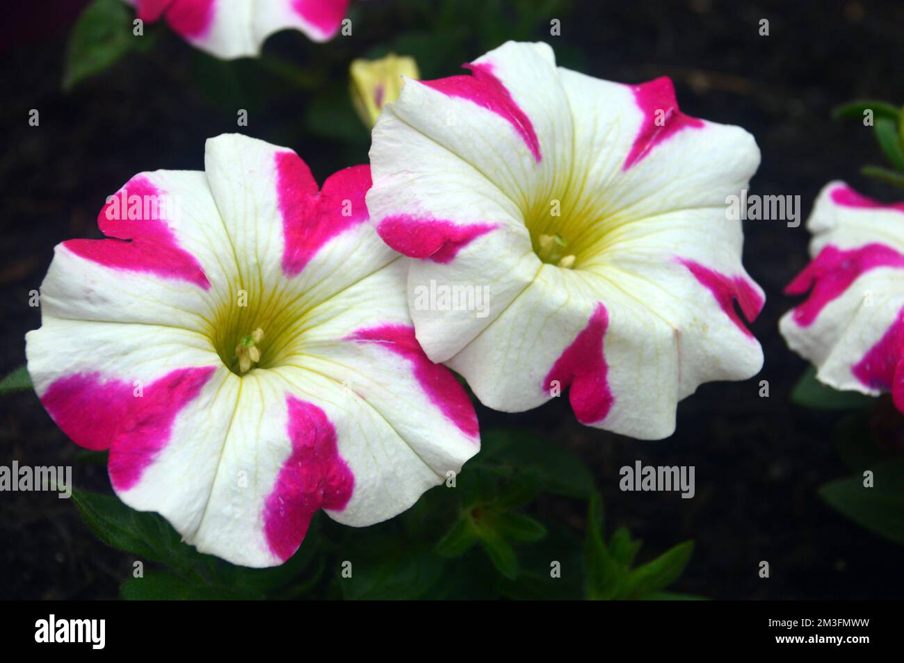 Pink/White Bi-Coloured Petunia Hybrida 'Amore Pink Hearts' Flowers ...