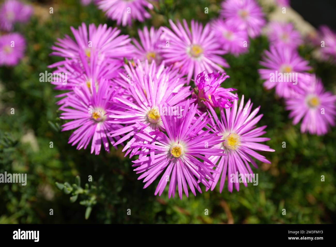 Lampranthus spectabilis flowers hi-res stock photography and images - Alamy