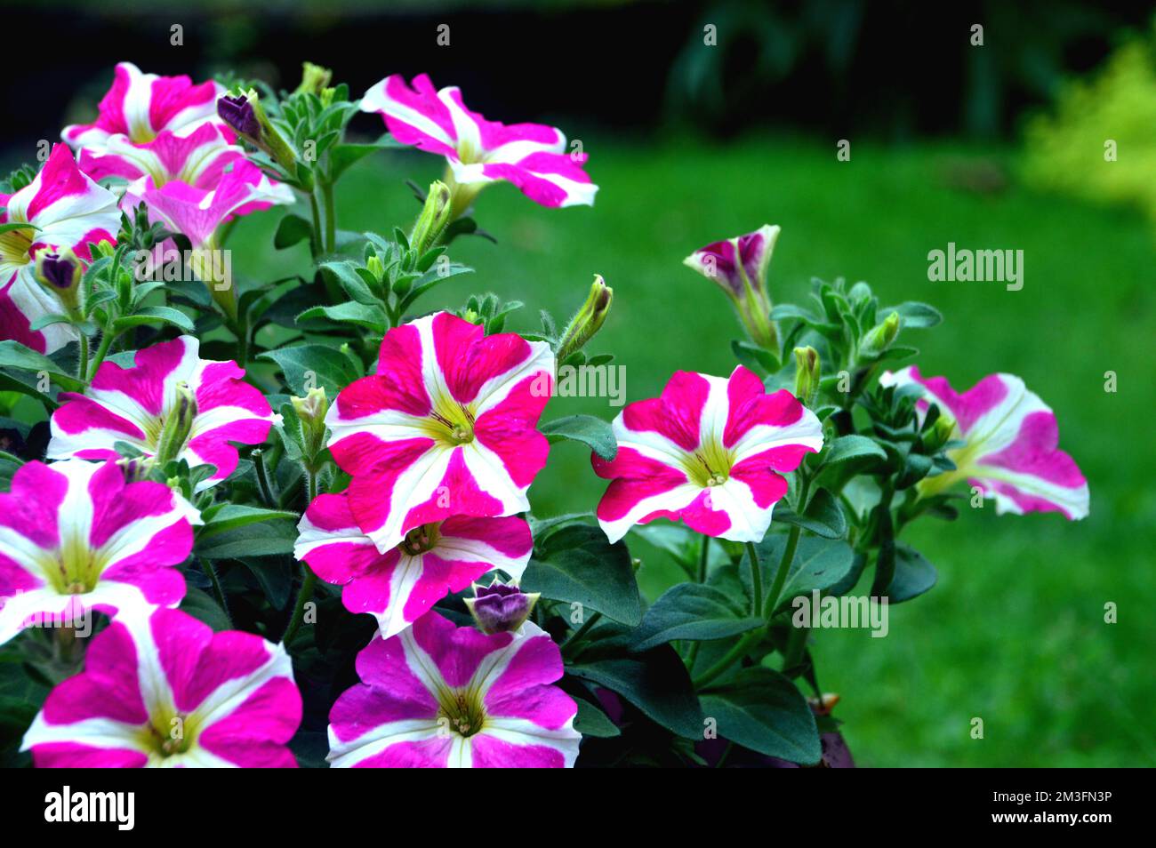 Pink/White Bi-Coloured Petunia Hybrida 'Amore Pink Hearts' Flowers ...