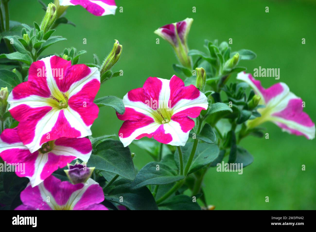 Pink/White Bi-Coloured Petunia Hybrida 'Amore Pink Hearts' Flowers ...