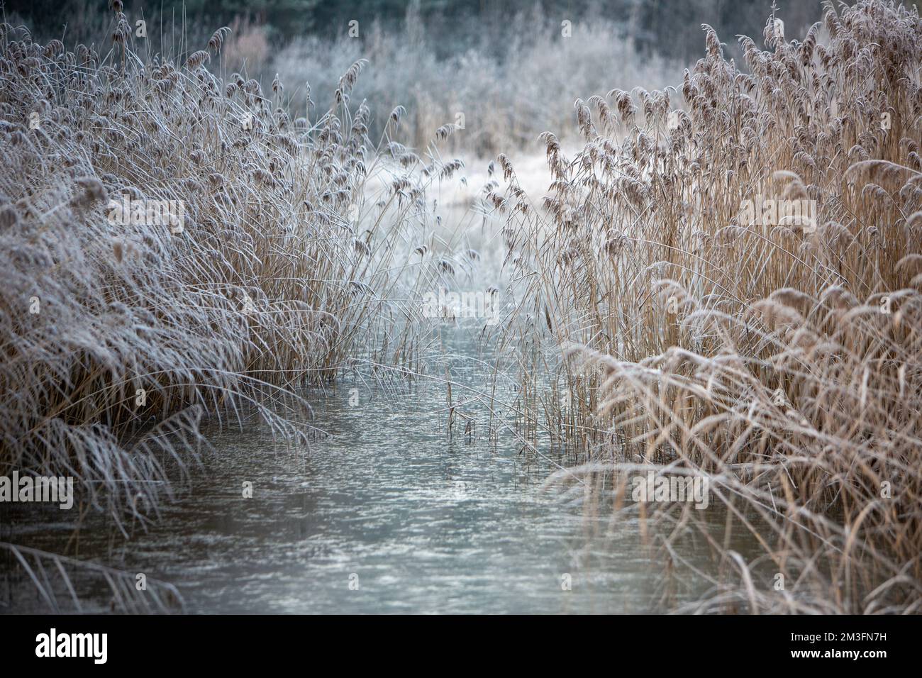 reed covered in white hoarfrost above frozen lake Stock Photo - Alamy