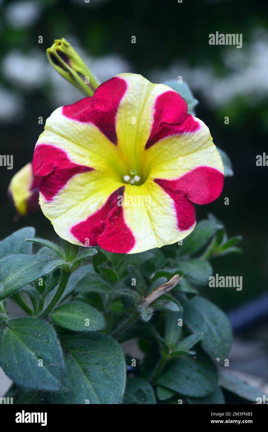 Single Pink/Yellow Bi-Coloured Petunia Hybrida 'Amore Queen of Hearts ...