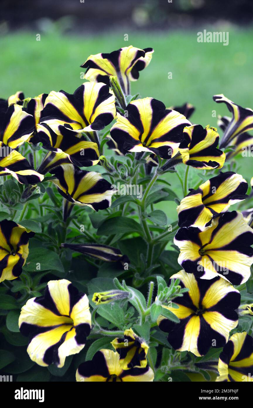 Black/Yellow Bi-Coloured Petunia Hybrida 'Amore Black Hearts' Flowers ...