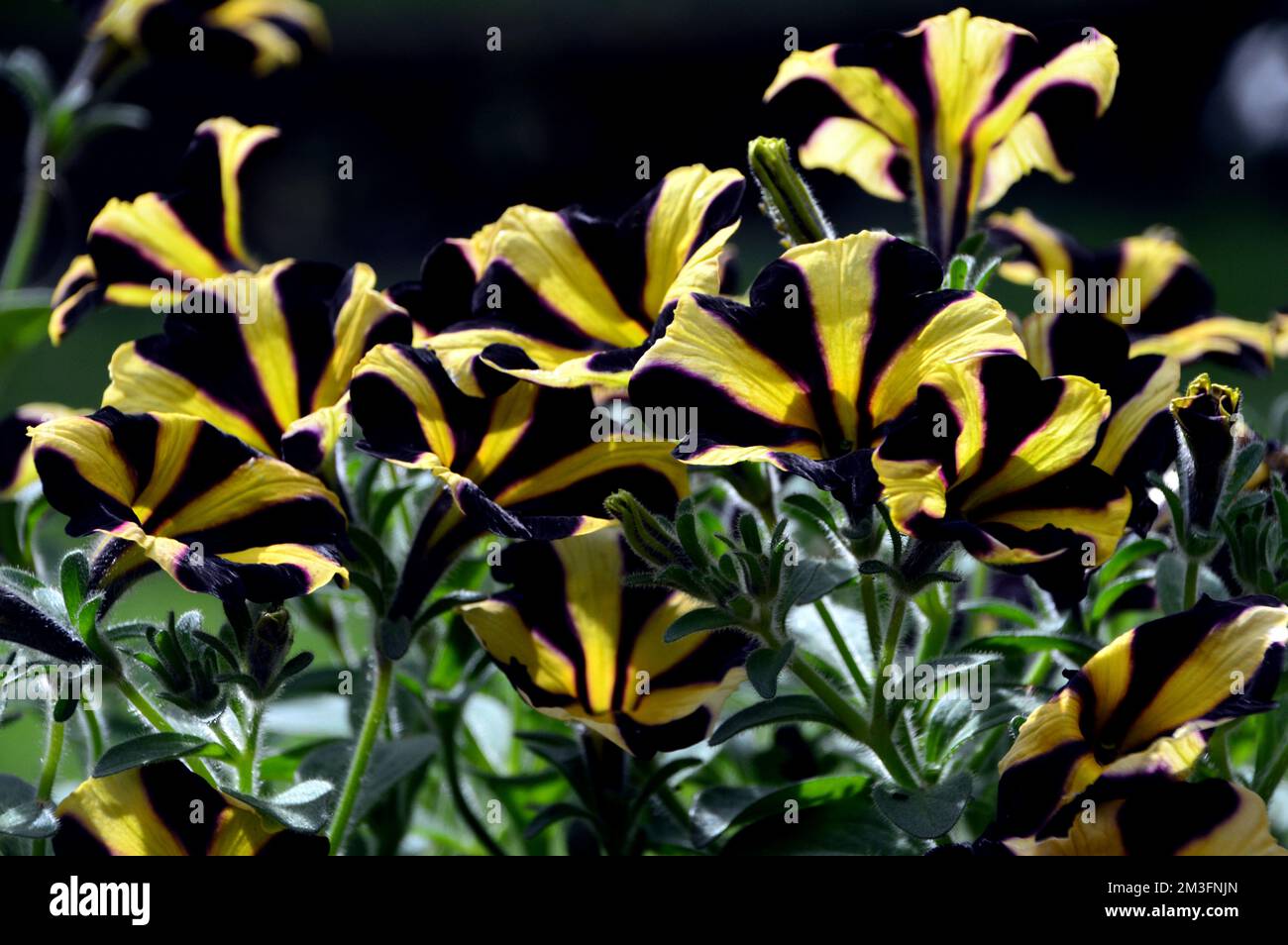 Black/Yellow Bi-Coloured Petunia Hybrida 'Amore Black Hearts' Flowers ...