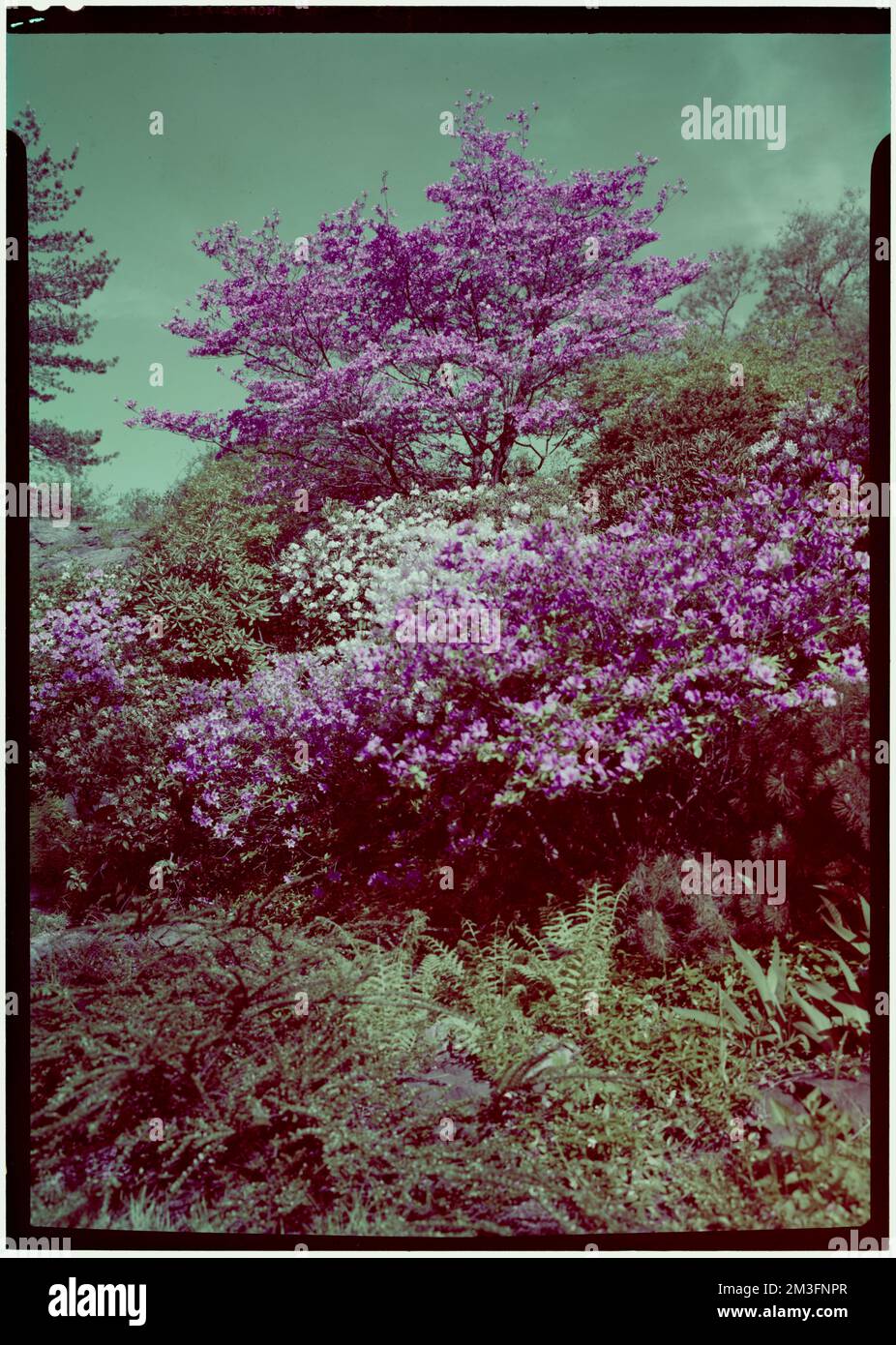 Marblehead, Dogwood blossoms, flowers , Dogwoods, Flowers. Samuel ...