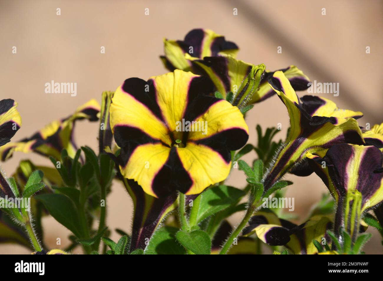 Black/Yellow Bi-Coloured Petunia Hybrida 'Amore Black Hearts' Flowers ...