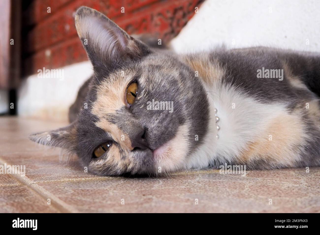 Dizziness in a cat hi-res stock photography and images - Alamy
