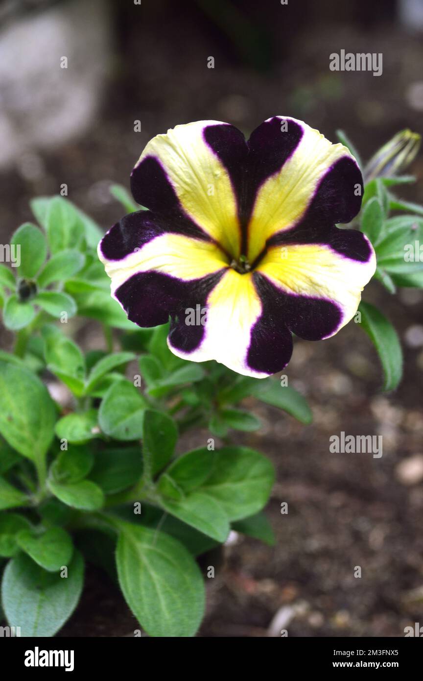 Single Black/Yellow Bi-Coloured Petunia Hybrida 'Amore Black Hearts ...