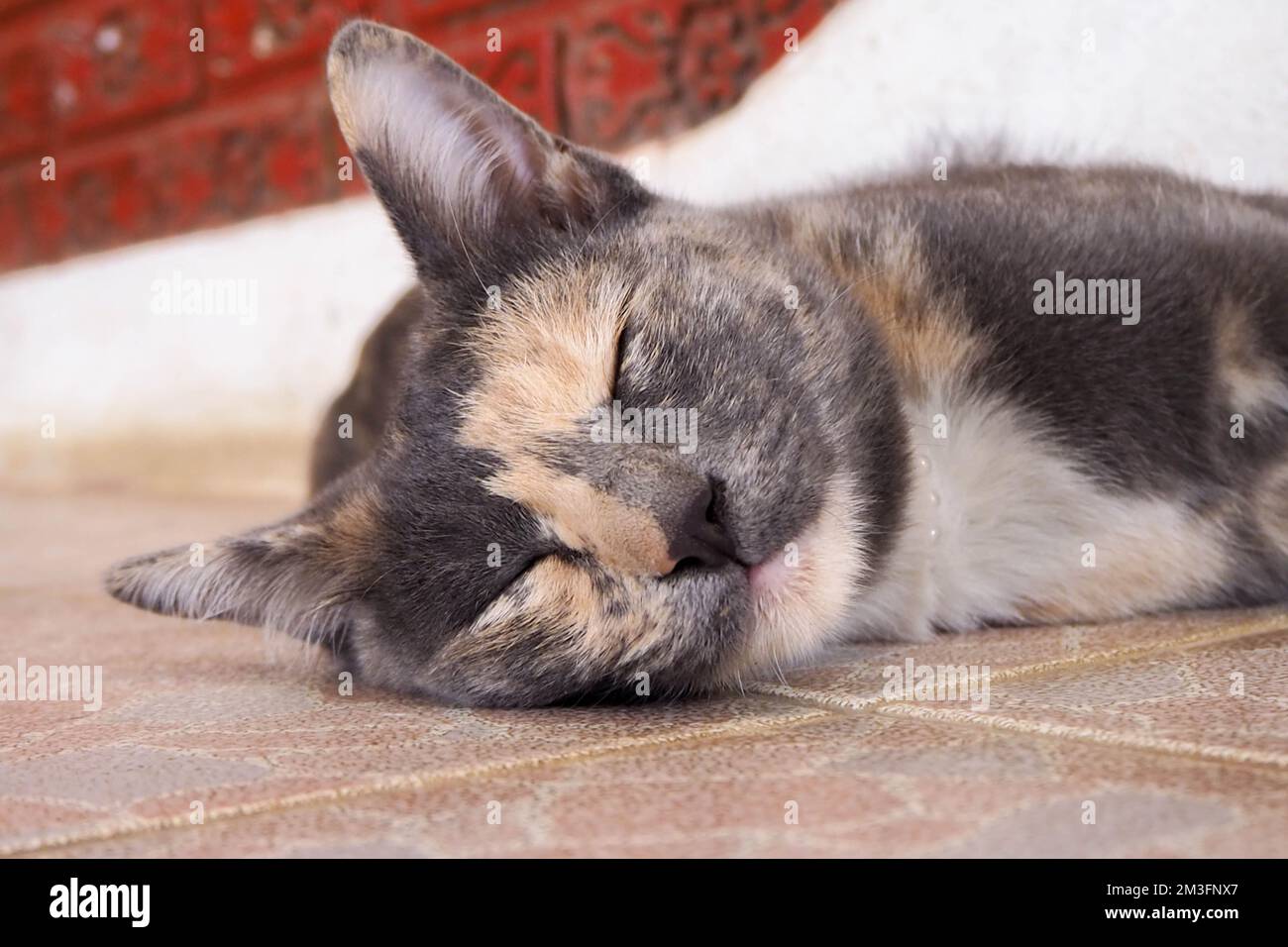 Gray cat is sleeping and waking up with dizziness Stock Photo - Alamy