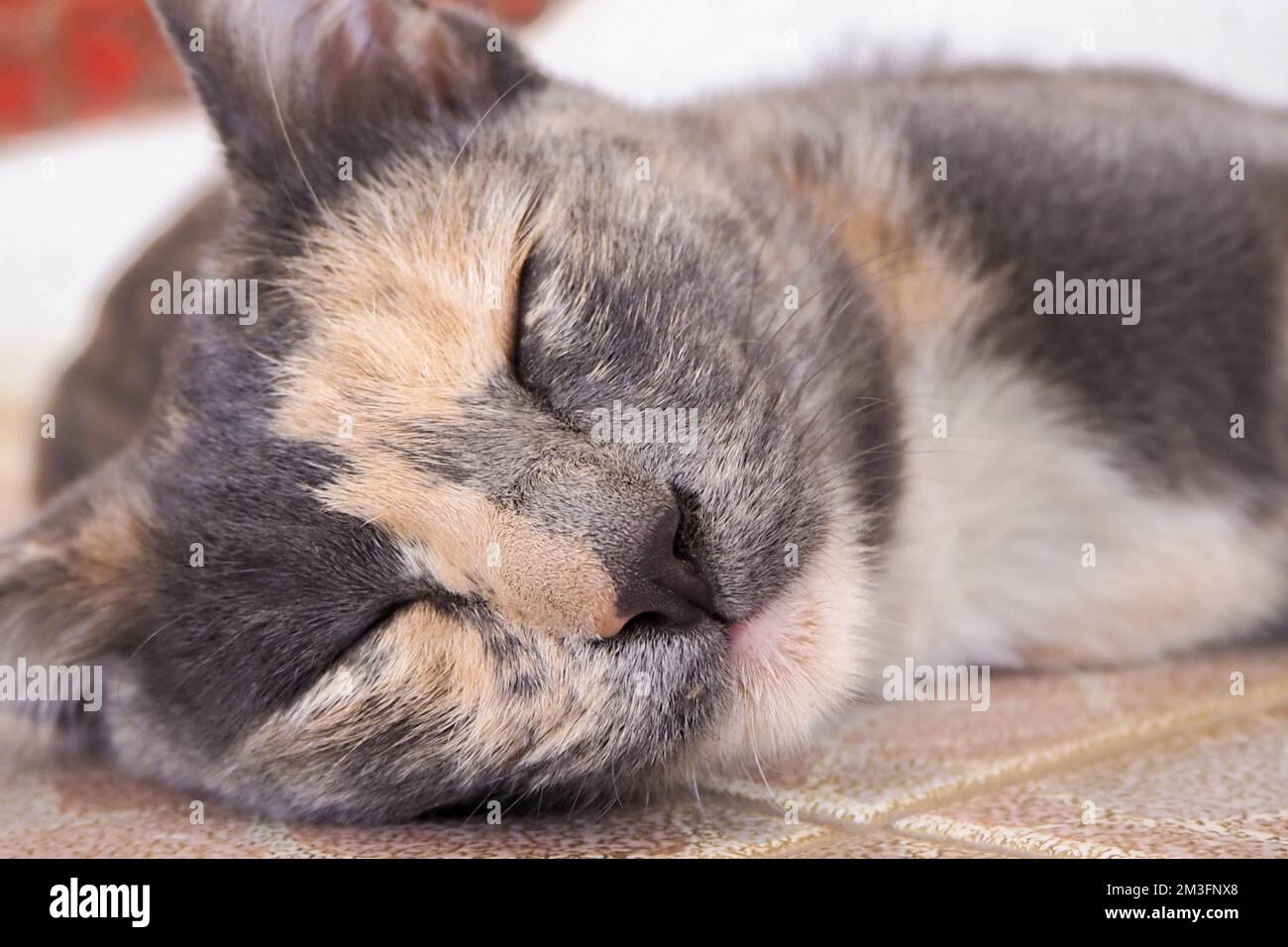 Gray cat is sleeping and waking up with dizziness Stock Photo - Alamy