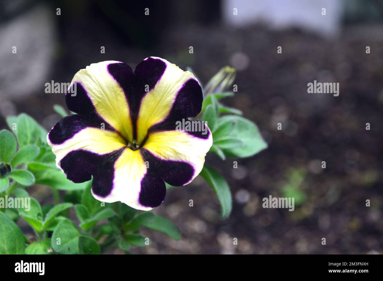 Single Black/Yellow Bi-Coloured Petunia Hybrida 'Amore Black Hearts ...