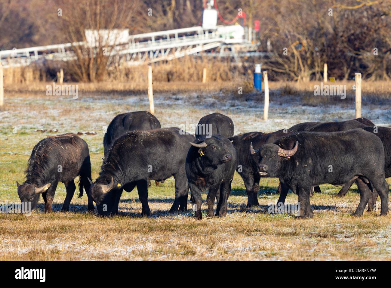 Water buffalo fight hi-res stock photography and images - Alamy