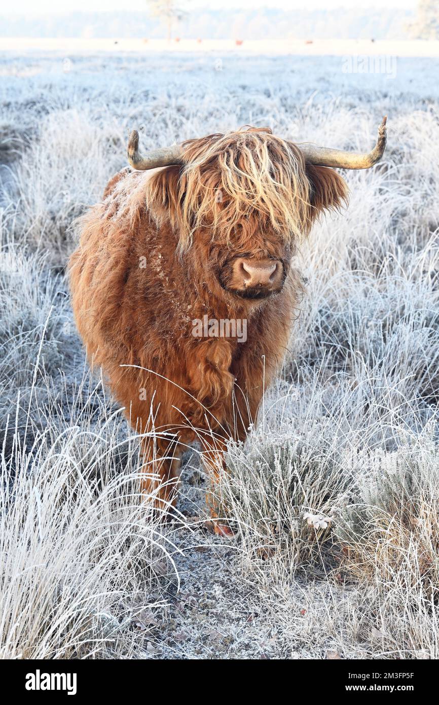 Funny highland cow hi-res stock photography and images - Alamy