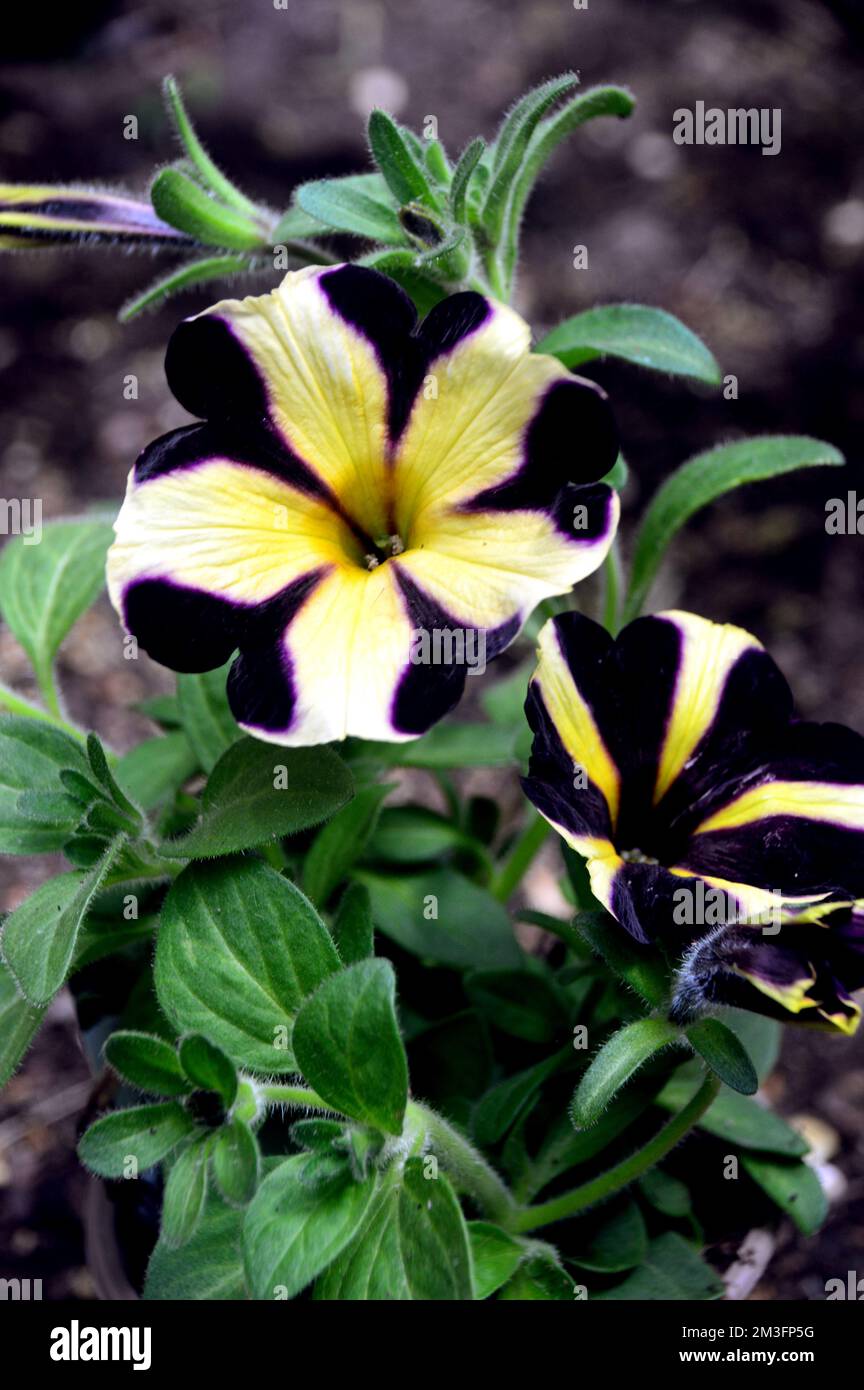 Pair Black/Yellow Bi-Coloured Petunia Hybrida 'Amore Black Hearts ...