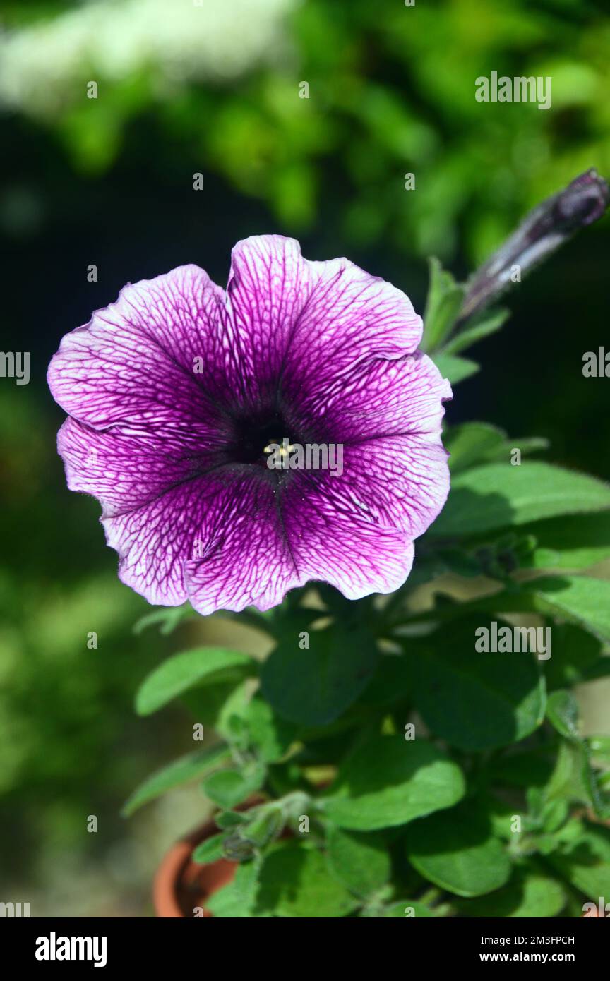 Single Pale Pink/Deep Pink Veining Petunia Pegasus 'Raspberry Vein ...