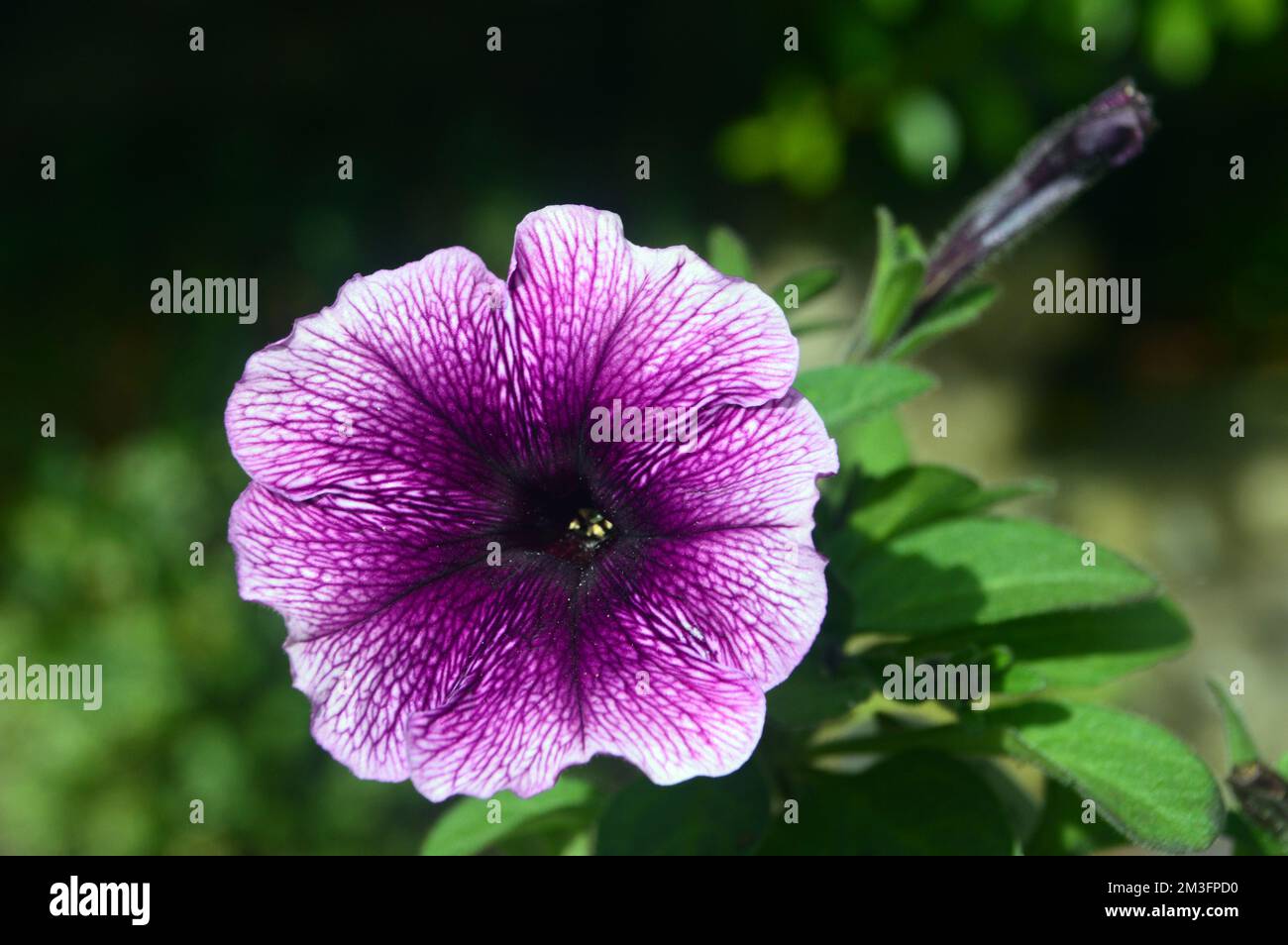 Single Pale Pink/Deep Pink Veining Petunia Pegasus 'Raspberry Vein ...