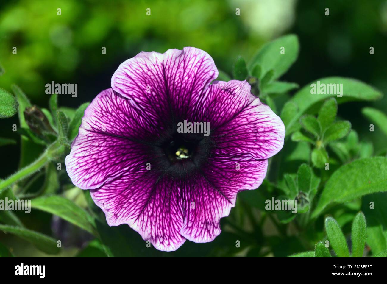 Single Pale Pink/Deep Pink Veining Petunia Pegasus 'Raspberry Vein ...