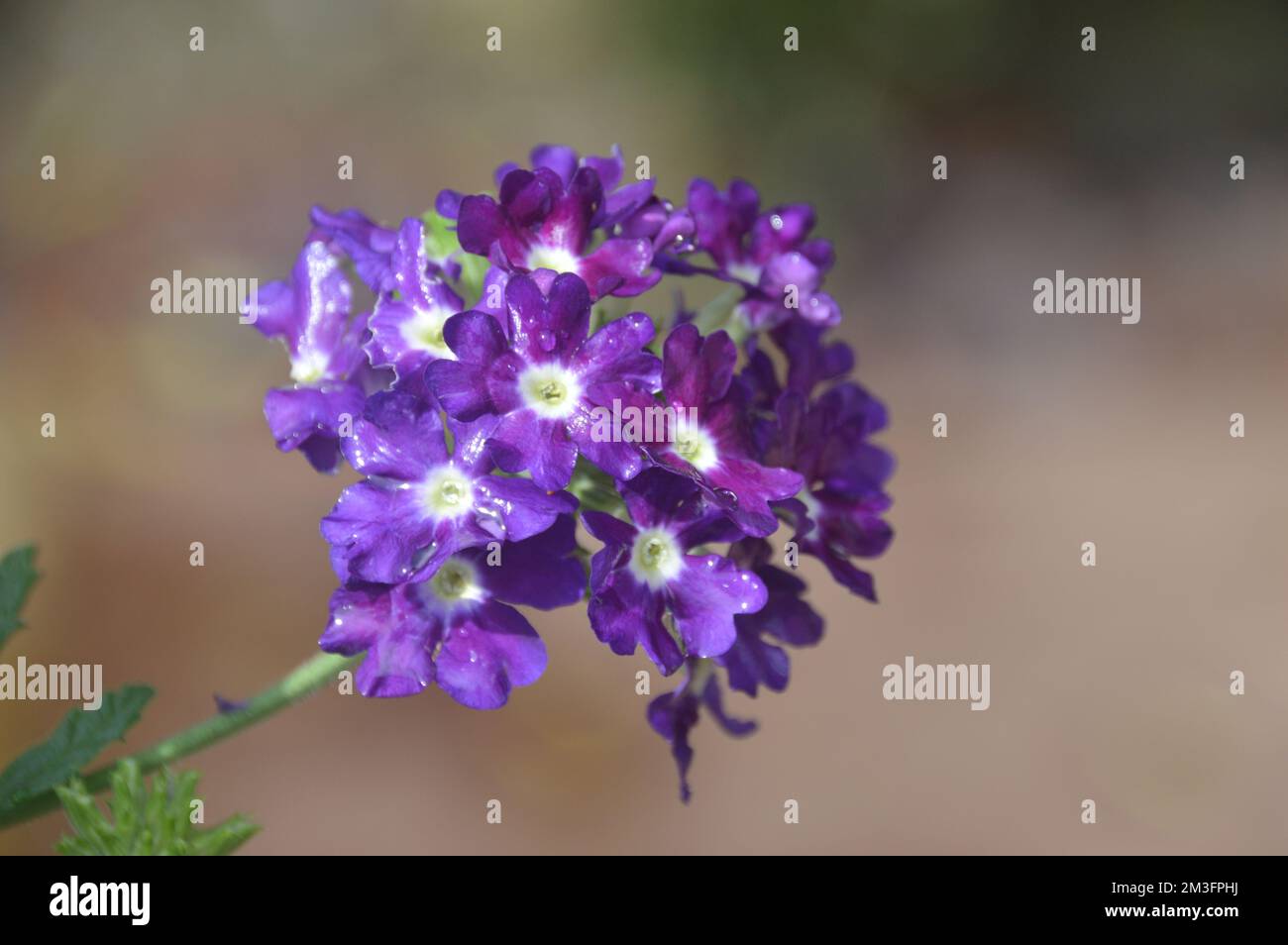 Small Purple/White Trailing Verbena Samira 'Purple Eye' Flowers grown ...