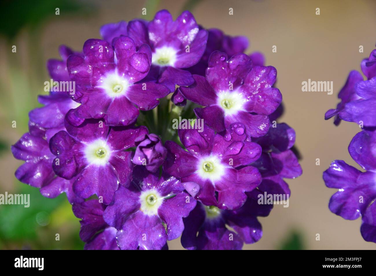 Small Purple/White Trailing Verbena Samira 'Purple Eye' Flowers grown ...