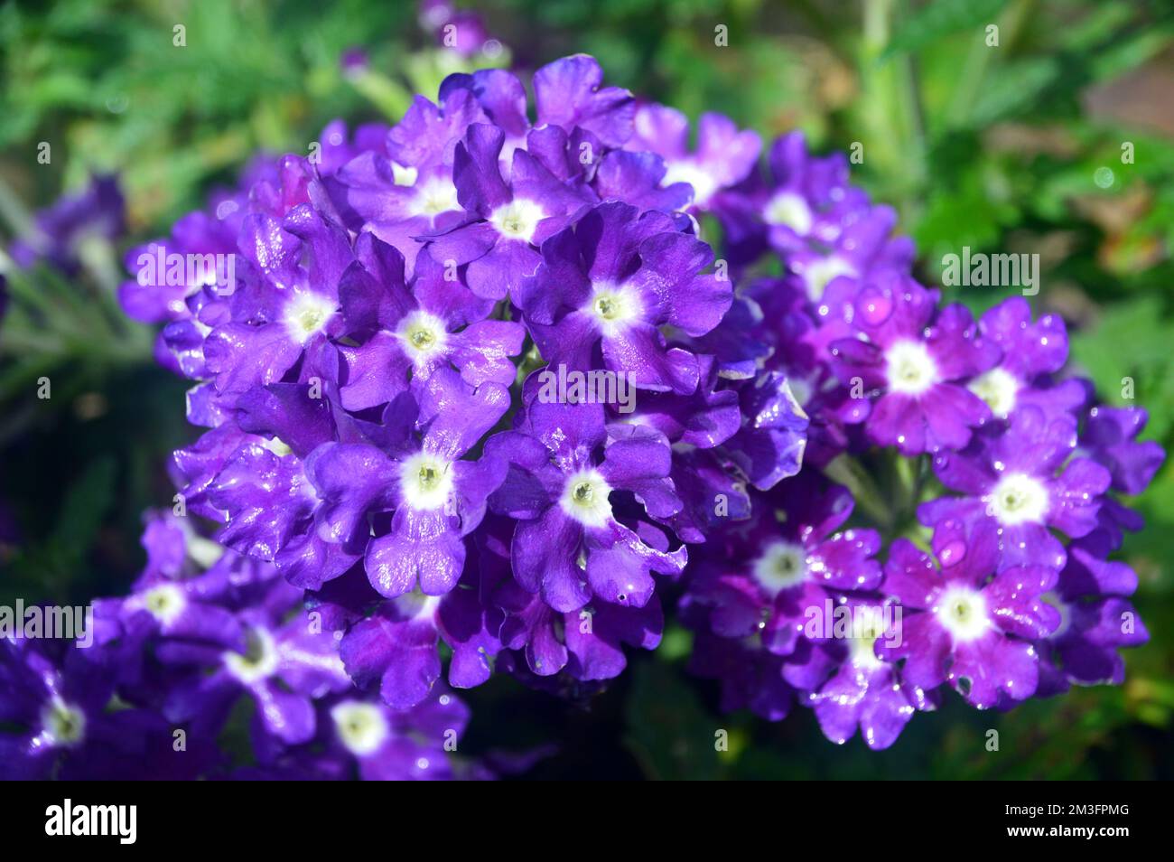 Small Purple/White Trailing Verbena Samira 'Purple Eye' Flowers grown ...