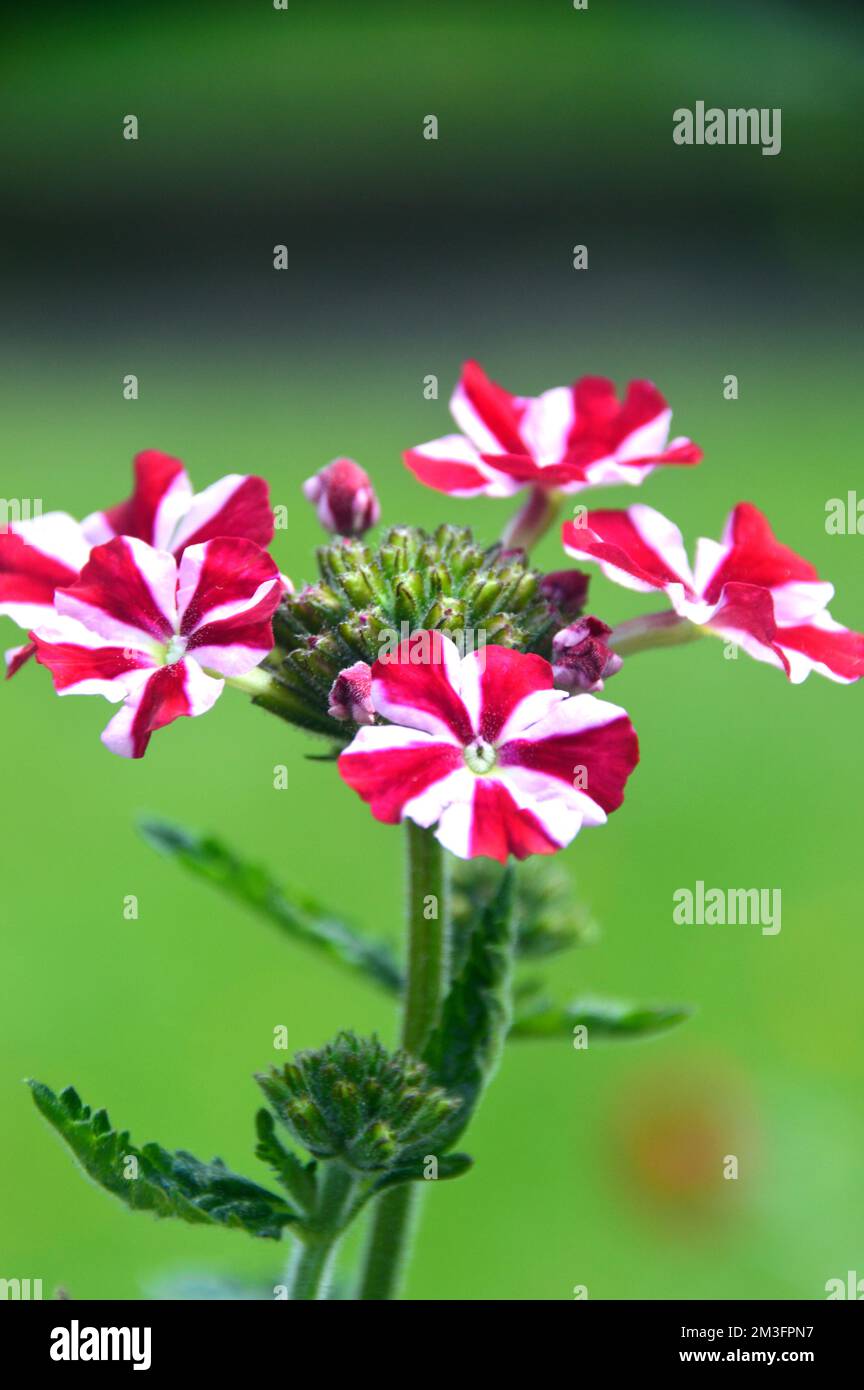 Small Red/White Verbena Samira 'Deep Red Star' Flowers grown in a ...