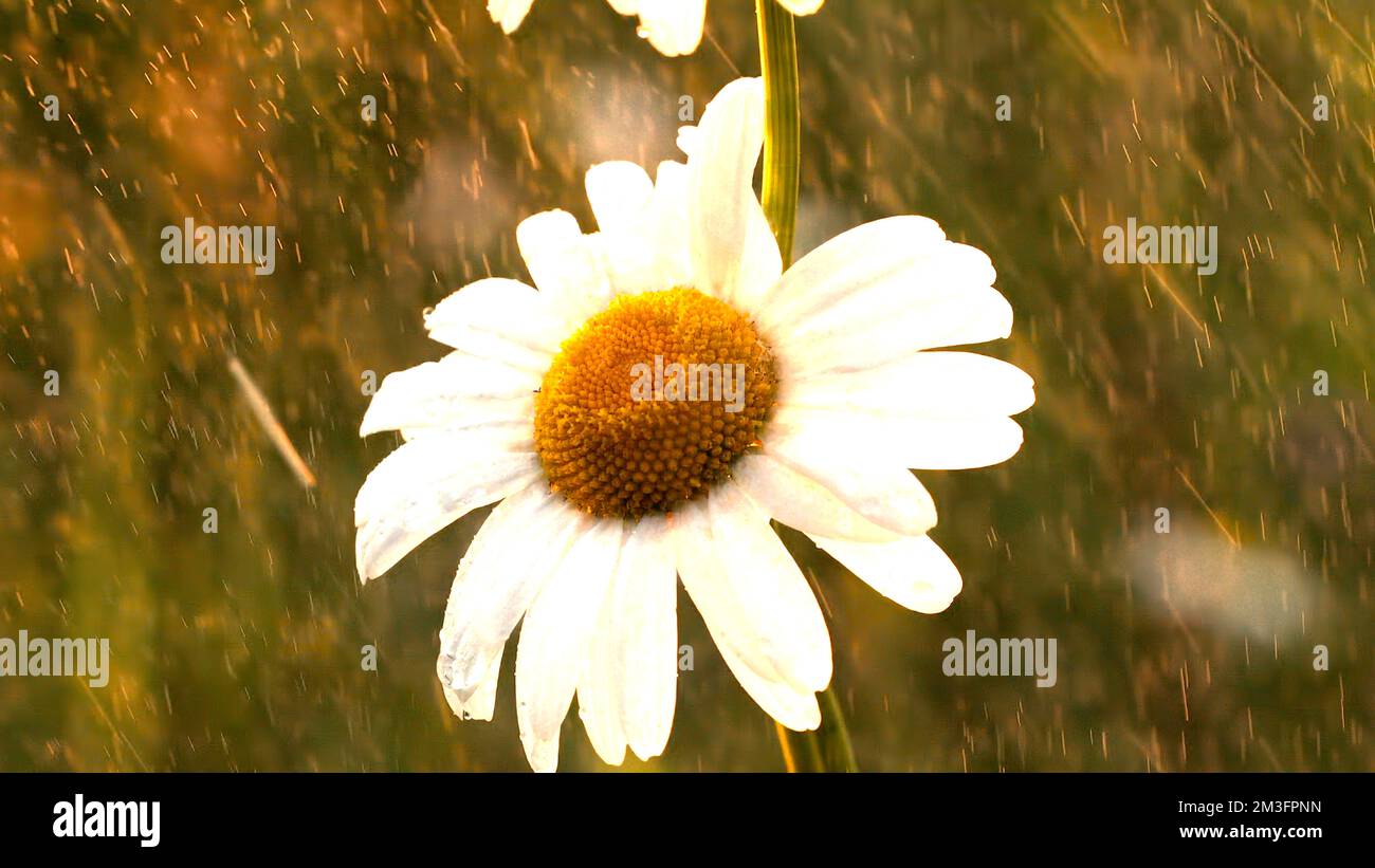 White daisy flower under the summer warm rain. Creative. Chamomile ...