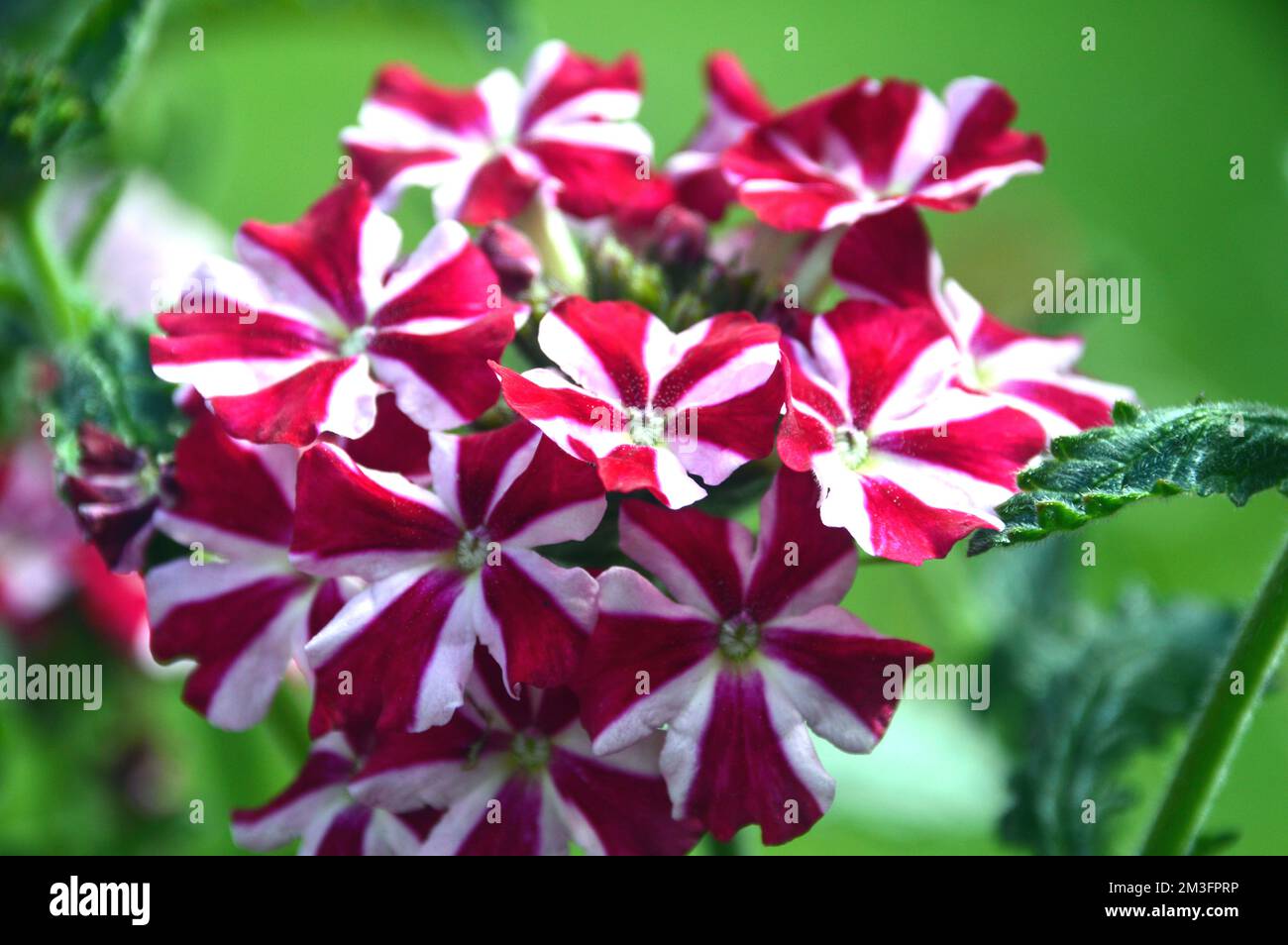 Small Red/White Verbena Samira 'Deep Red Star' Flowers grown in a ...