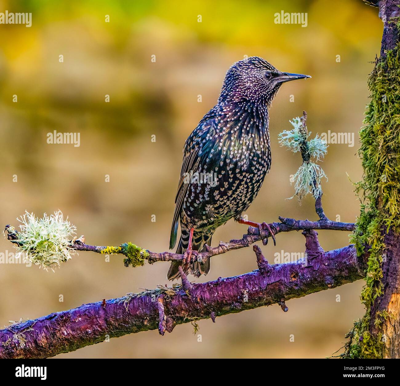 Uk starling winter plumage hi-res stock photography and images - Alamy