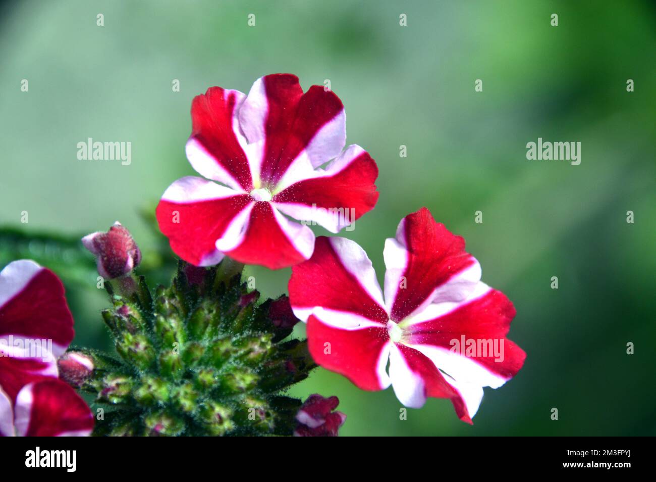Small Red/White Verbena Samira 'Deep Red Star' Flowers grown in a ...
