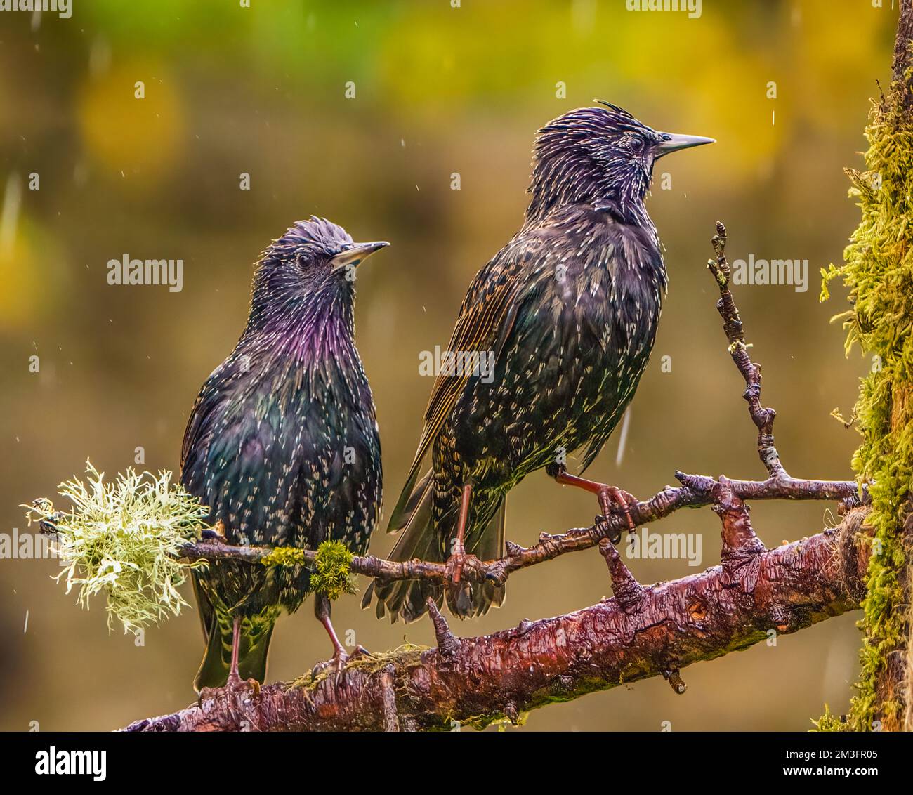 Black winged starling hi-res stock photography and images - Alamy