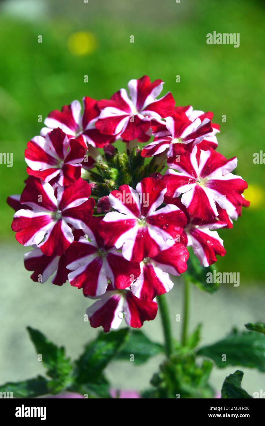 Small Red/White Verbena Samira 'Deep Red Star' Flowers grown in a ...