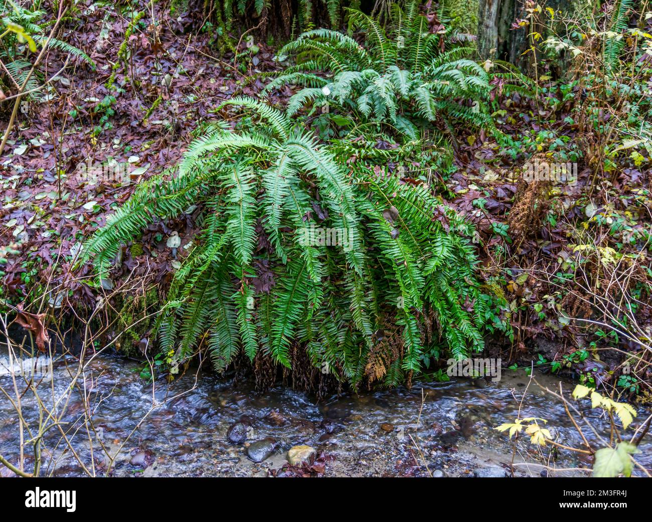 Ferns on a hill in winter at Dash Point State Park in Washington State ...