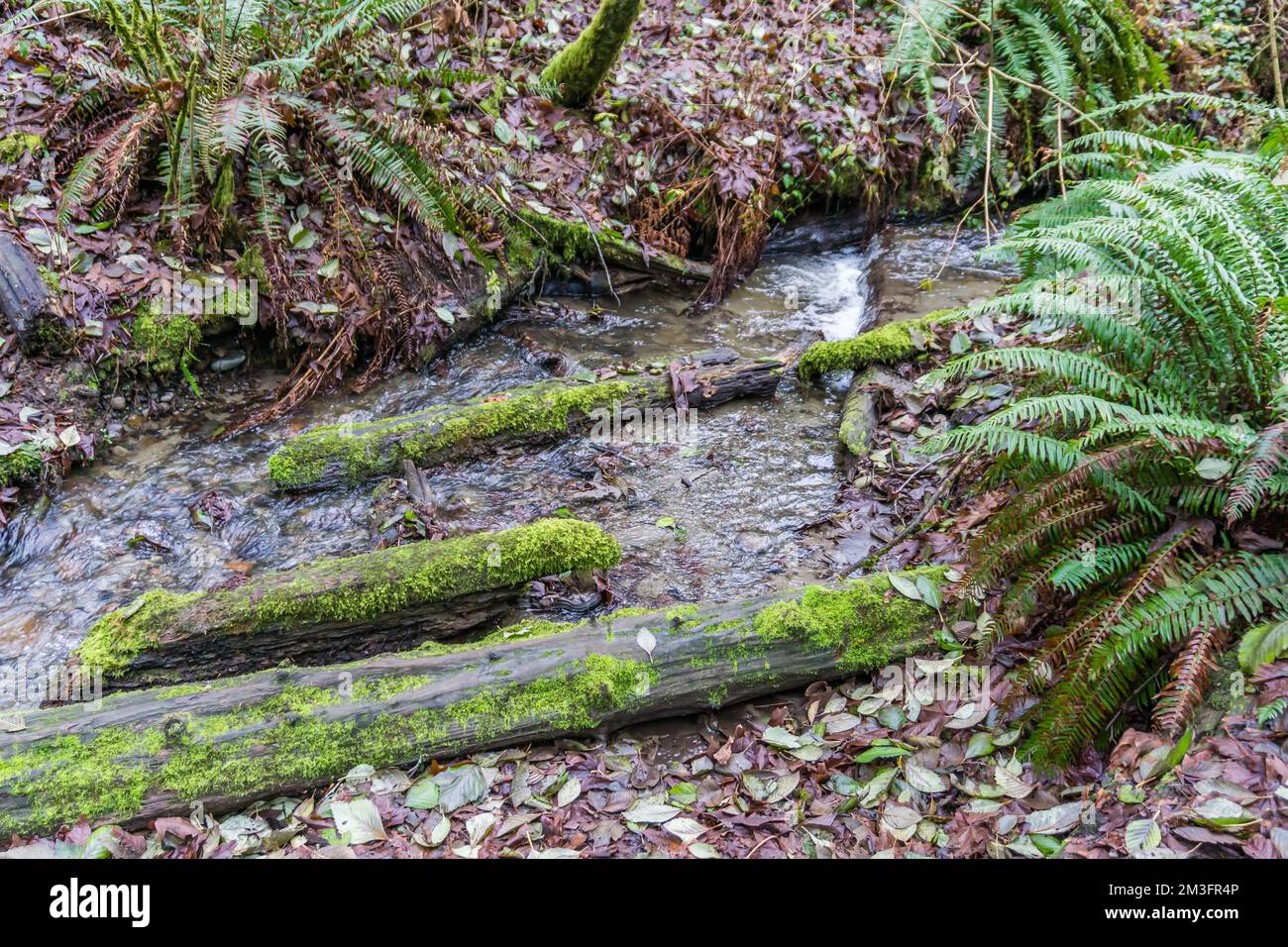 A stream at Dash Point State Park in Washington State. It is winter ...